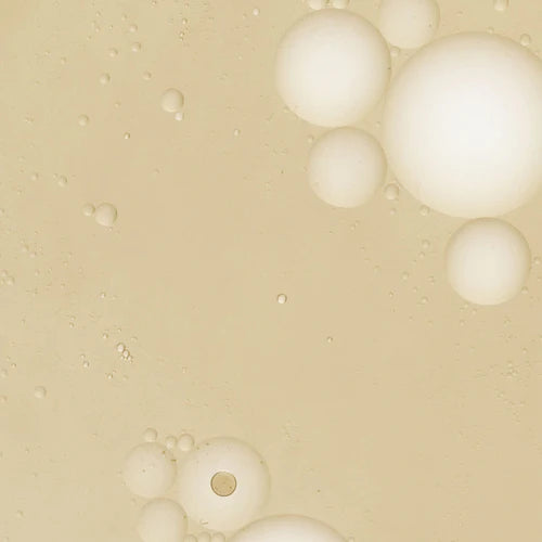Saccharum Officinarum (Sugar Cane) Extract – S'ABLE Labs UK